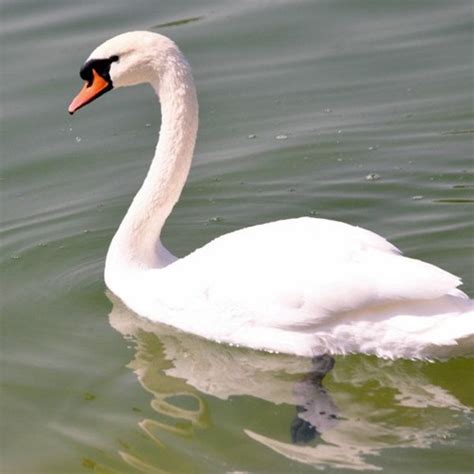 Stream Хун шувууны талаар таны мэддэг хэрнээ мэддэггүй зүйлс By Mongolian National Radio