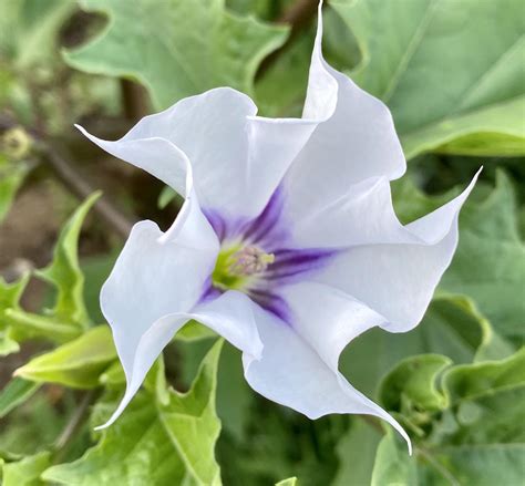 Jimson Weeds The Lowdown On Flowering Weeds And Viable Seeds Getting