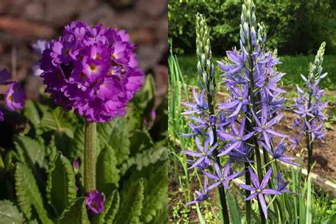 Незвичайні рослини для квітника які варто посадити в серпні