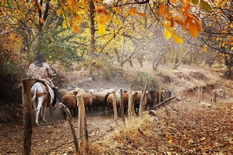 سنقر سردرهبیگلربیگی پاییز ٩٩ عکس