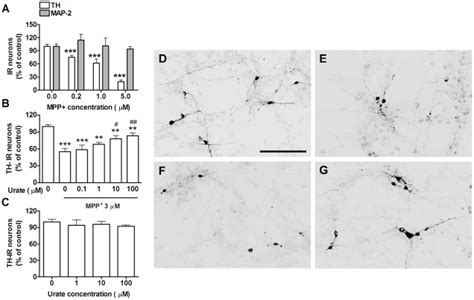 A Mpp Concentration Dependent Effect On Dopaminergic And Total Neuron Download Scientific