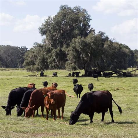 Ask Ifas Topic Grazing Management