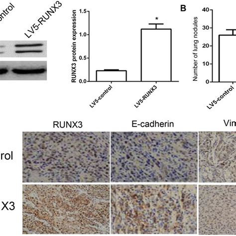 Runx3 Suppressed Hcc Metastasis In Vivo Nude Mice Were Injected Download Scientific Diagram