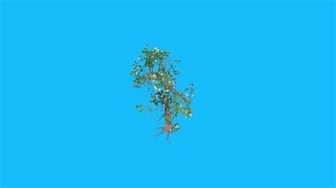 Wilting Tree Animation Stock Video Footage For Free Download
