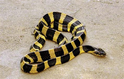 Banded Krait ~ Detailed Information Photos Videos