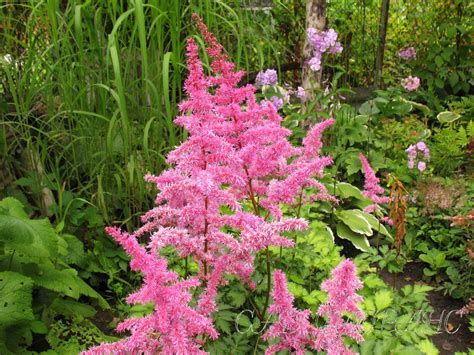 Сад Флоранс - Астильбы - (Astilbe)