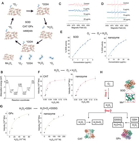 Theoretical Investigation And Characterization Of The Multienzyme