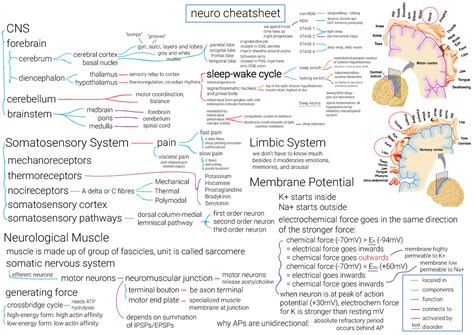 Neuroscience For Dummies Cheat Sheet At Louise Rizo Blog
