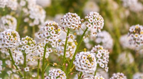 How To Plant Grow And Care For Tiny Tim Sweet Alyssum