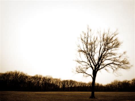 Free Blurred Tree Photos Pictures FreeImages
