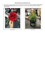 Understanding Plant Structure And Function Through Dissection Course Hero