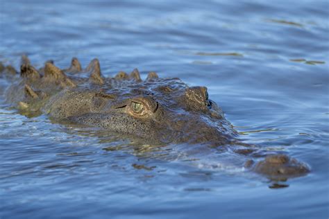 Rare Crocodile Sighting Near Florida Beach Newsweek