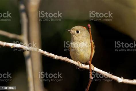 나무의 작은 가지에 있는 작은 루비 왕관 Kinglet 새의 근접 촬영 갈색에 대한 스톡 사진 및 기타 이미지 갈색 귀여운 깃털 Istock