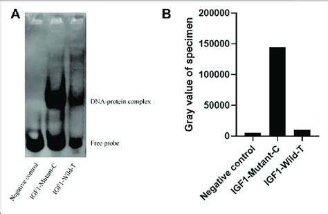 Binding Of Different Biological Probes To Ovarian Nucleoprotein A Download Scientific