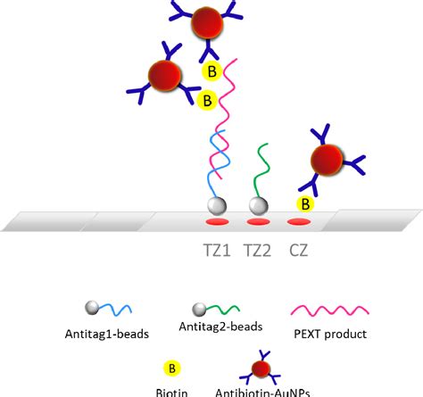 Figure 1 From A Molecular Lateral Flow Assay For Sars Cov 2