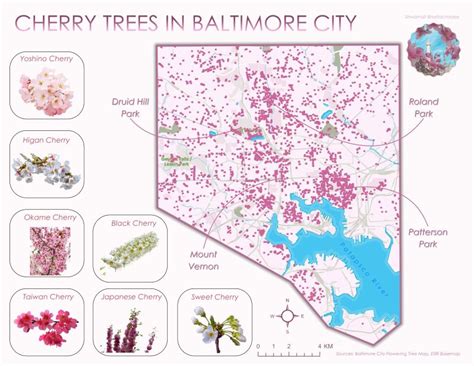 Shwarnali Bhattacharjee On Linkedin Cherryblossom Baltimore Arcgispro Canva