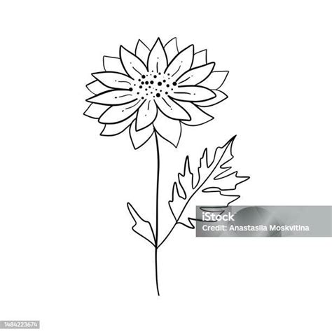 흰색 배경에 고립 된 잔디 꽃 및 허브의 검은 실루엣 손으로 그린 스케치 꽃과 곤충 0명에 대한 스톡 벡터 아트 및 기타 이미지 0명 계절 곡선 Istock