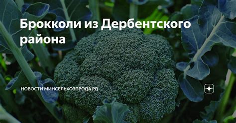 Брокколи из Дербентского района Новости Минсельхозпрода РД Дзен