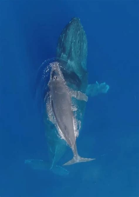 Pomster ลูกวาฬหลังค่อม หรือที่เรียกว่า ลูกวาฬ Calf สิ่งมีชีวิตที่น่าทึ่ง 🐋 พวกมันมี