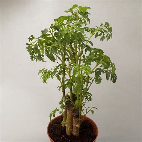 Ming Aralia Polyscias Fruticosa For Sale My Home Nature