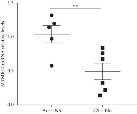 Mtmr14 Was Downregulated In Lungs Of Copd Mice And Cse Treated Hbe Download Scientific Diagram