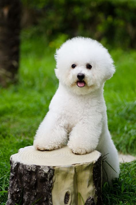 比熊 Bichon Frise Alfred M Flickr