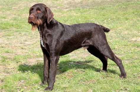 Bohemian Wirehaired Pointing Griffon Everything About This Dog Breed