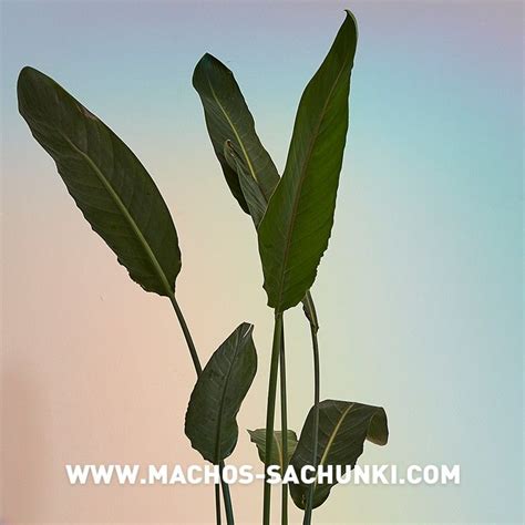 홈스타그램 거실스타그램 식물인테리어 플랜테리어 디자인플랜트 디자인식물 셀프인테리어 내집꾸미기 집꾸미기 하우스그램 집스타그램 신혼집꾸미기 신혼집 신혼