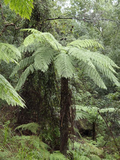 Cyathea Cooperi Australian Plants Society