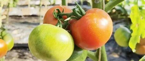 青爱的平谷 夏各庄镇原味一号西红柿成熟上市啦杨各庄村活动卫星