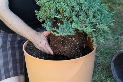 How To Grow And Care For Creeping Juniper Gardeners Path