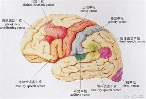 神经系统的组成 老干分为三部分 然后联调到各部分的神经有哪些 Csdn博客