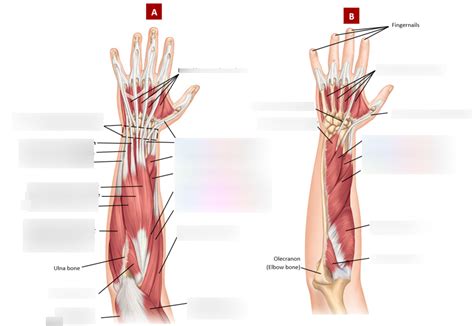 Eft Extensor Forearm Muscles On The Posterior Side With Some Upper Arm Muscles And Bone Structures