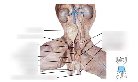 Aandp Practical 2 Male Cat Reproductive System Diagram Quizlet