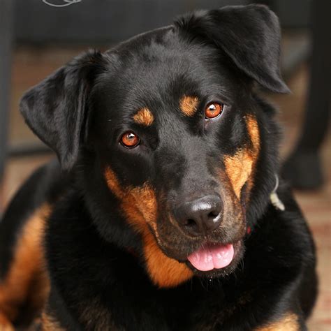 Foster A Dog Hart Edmonton