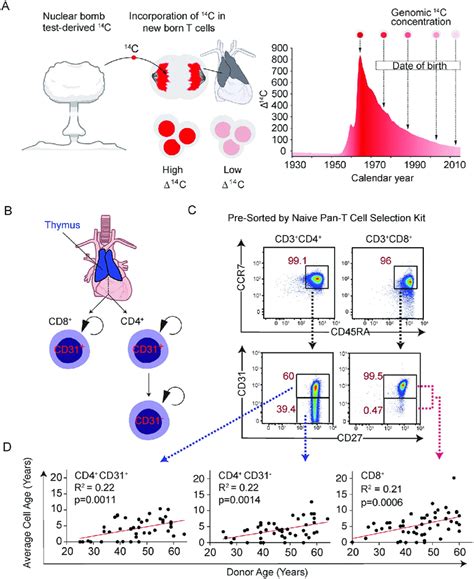 14 C Measurements Of Naive T Cell Populations Reveal Age Dependent