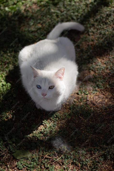 Albino Cat