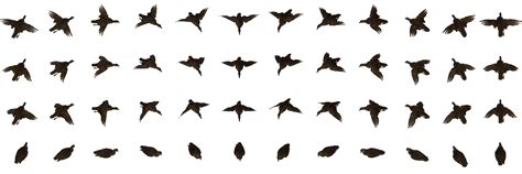 free bird animation download free bird animation png images free