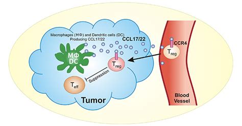 Chemokine Receptor Ccr4 The Key Role Of Ccr4 Treg Cells In Cancer Immunotherapy Cusabio