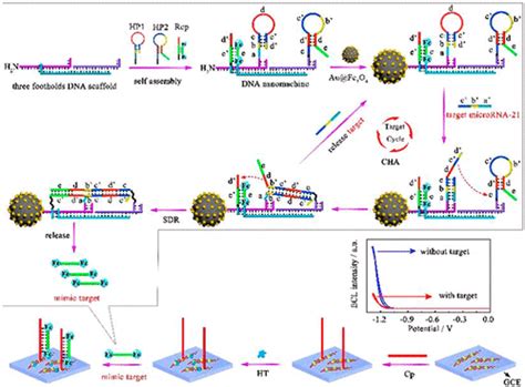 Dna Cascade Reaction With High Efficiency Target Conversion For