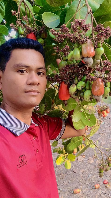រដូវកាលគ្រាប់ចន្ទីថ្មីមកដល់ហើយ ស្វាយចន្ទី ស៊ុបភេីនីកាន់ឌី Facebook