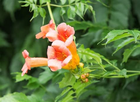 2018 06 08凌霄花 第3页 中关村在线摄影论坛