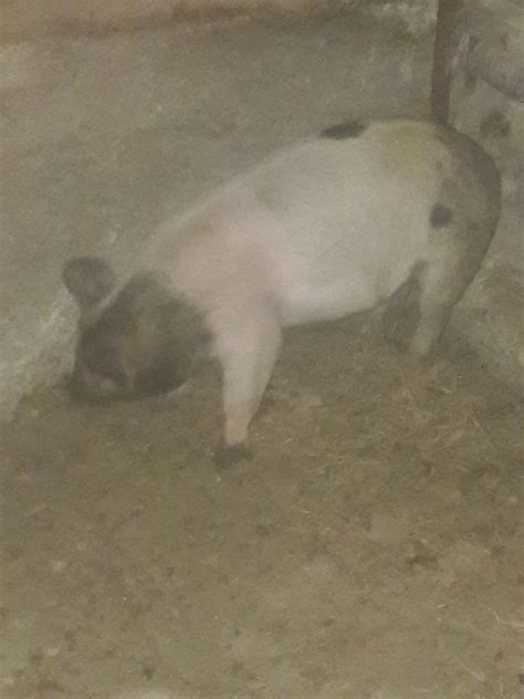 ჩემი ოცნების განხორციელება