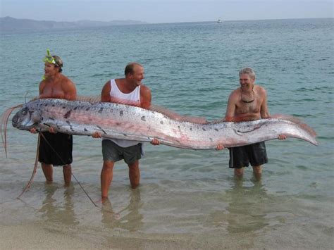 🔥 20 Oarfish Wallpapers Wallpapersafari