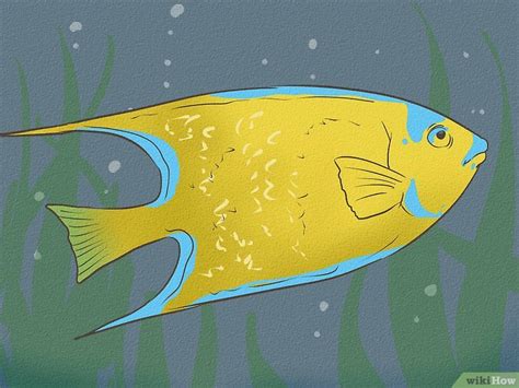 3 Manières De Connaitre Le Sexe Dun Scalaire Wikihow