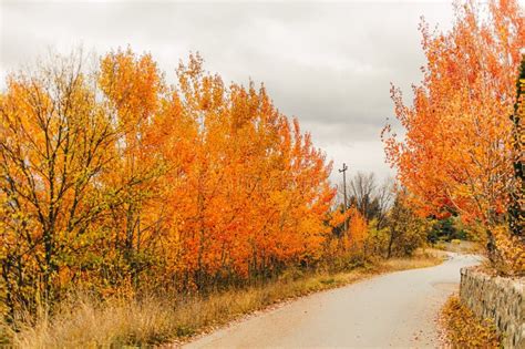 Vivid Orange And Yellow Tree In Autumn Stock Image Image Of Fall Scenic