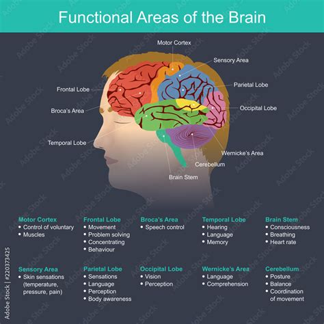 Functional Areas Of The Brain Anatomy Body Infographic Illustration Stock Vector Adobe Stock