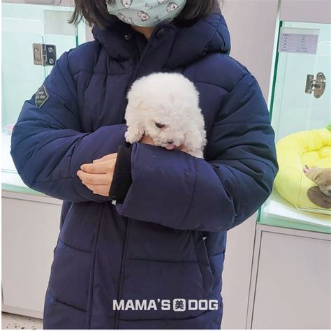 미니비숑 분양완료 Rieview 마마스미독