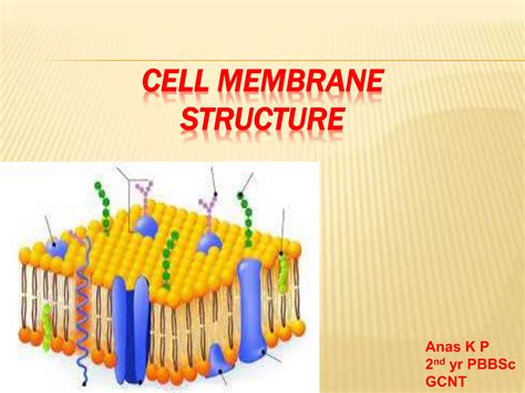 Cell Membrane Ppt Ppt
