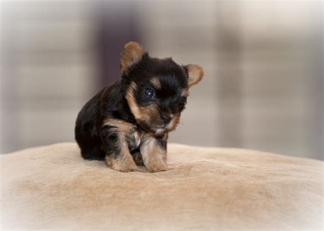 Arizona Teacup Yorkies Yorkies 4 Weeks Old